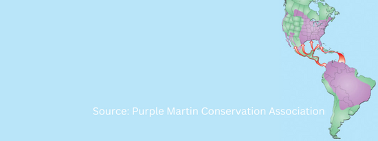 Best Purple Martin Products