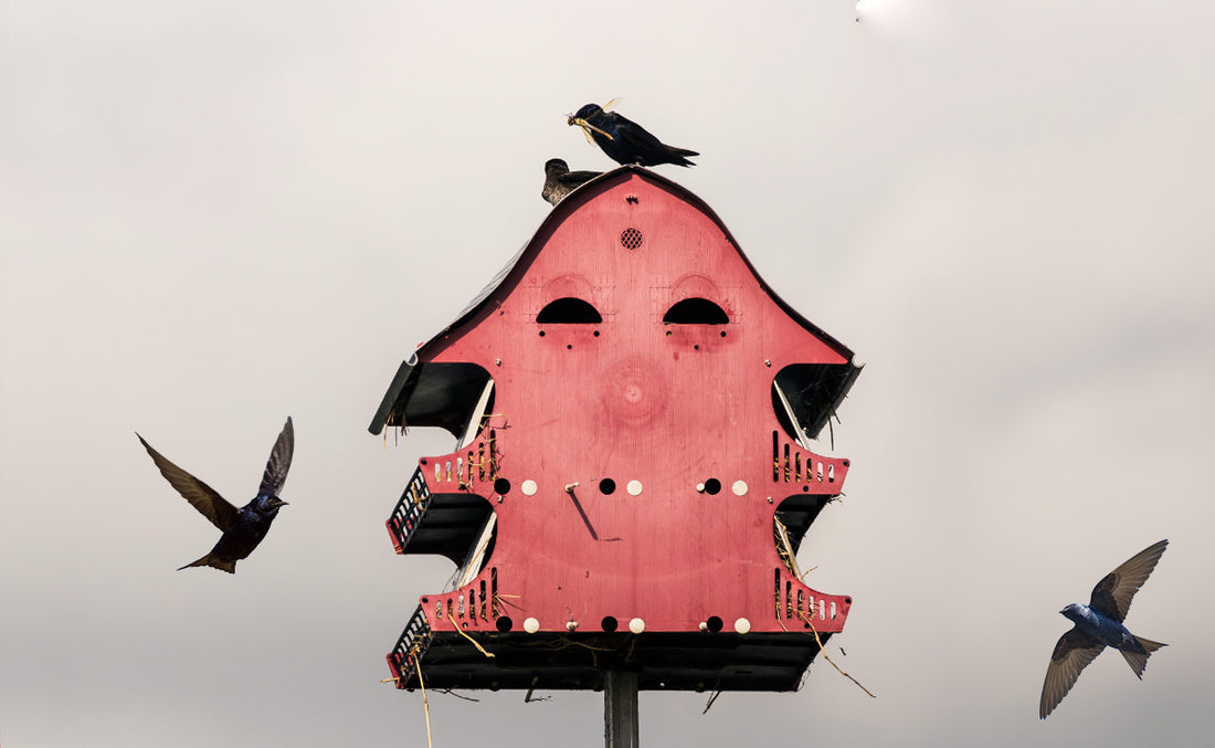 Best Purple Martin Products